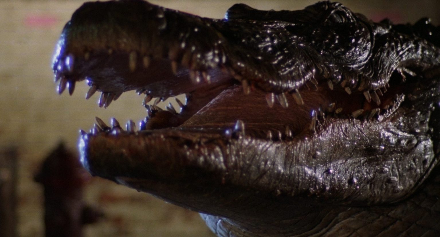 Alligator & Alligator II: The Mutation - 4K Ultra HD Review