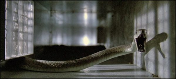 7 Snake Horror Movies You May Have Missed
