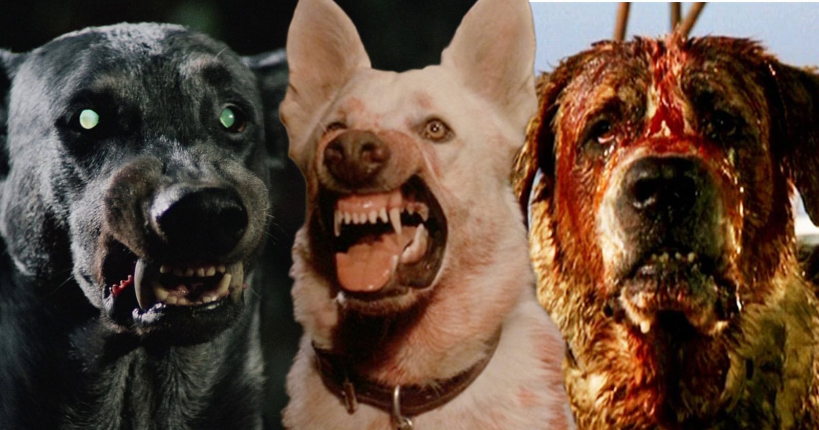 Great Creepy Dog Horror Movies You Need To See