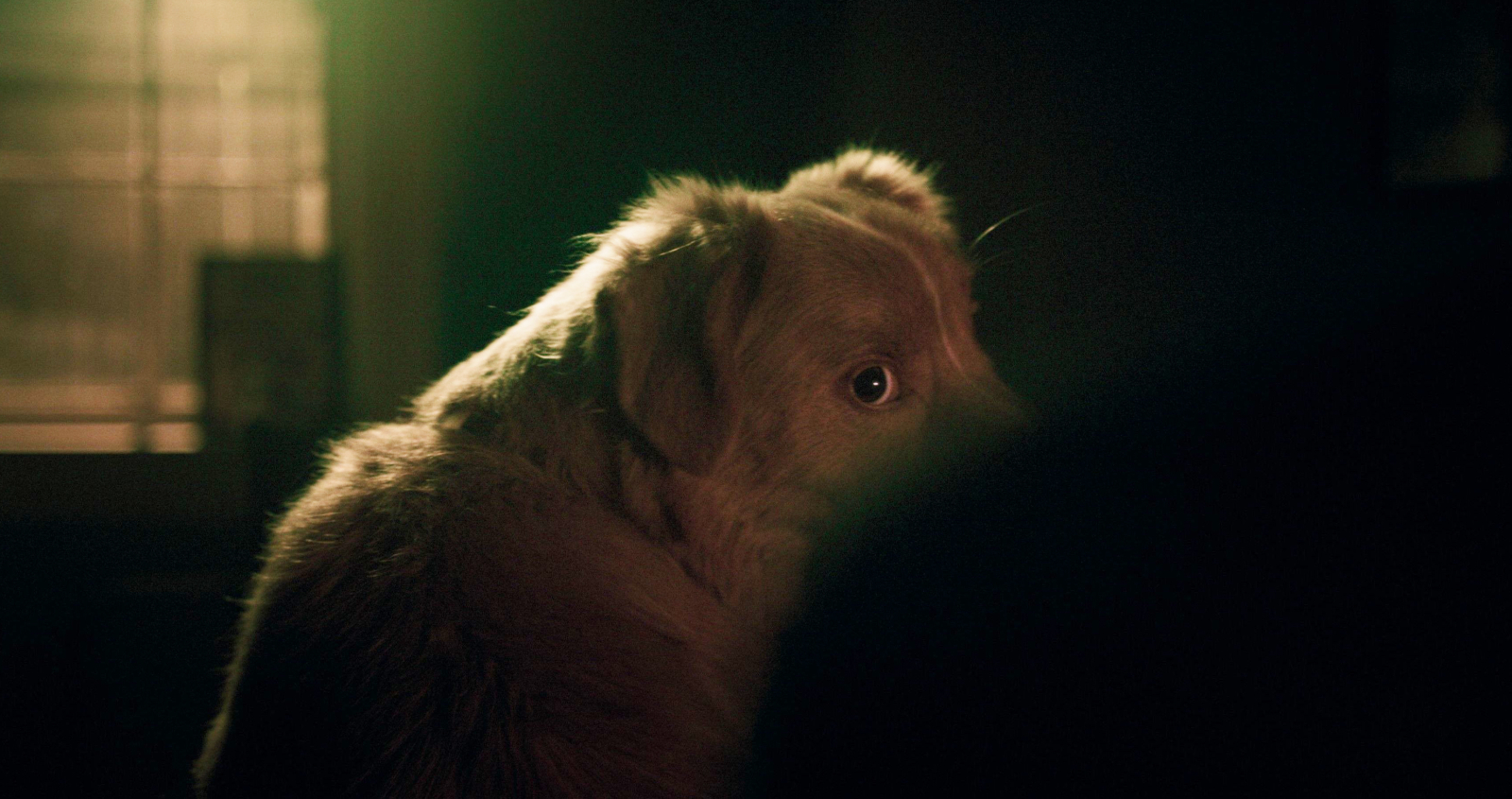 Good Boy (2025) - Movie Review